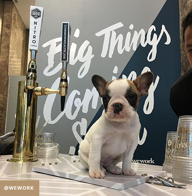 Nitro Cold Brew for New York Offices | Commonwealth Joe